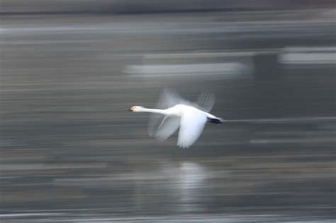 白鳥流し撮り 4 GANREF