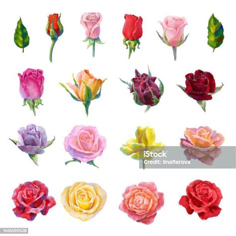 벡터 높은 상세한 현실적인 장미 꽃의 메가 컬렉션 디자인에 대 한 흰색에 0명에 대한 스톡 벡터 아트 및 기타 이미지 0명