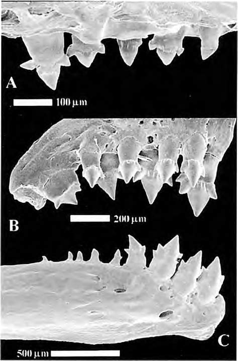 Figure 28 In Description Of A New Genus With Six New Species From Southern Brazil Uruguay And