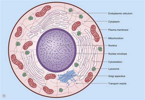 Basic Cell Structure Diagram