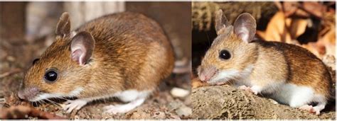 9 Types Of Mice And Rats Found In Montana Bird Watching Hq