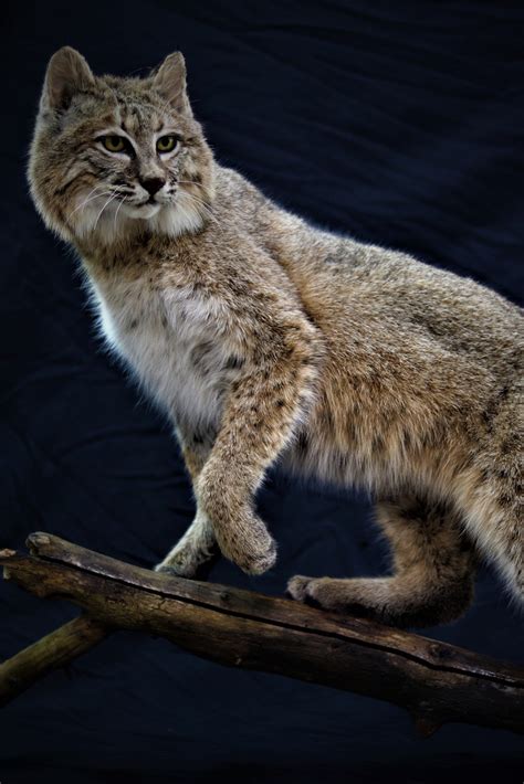 Lazy Eight Taxidermy