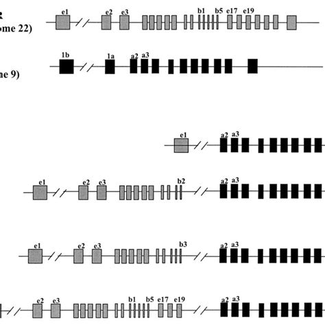 Schematic Map Of The Bcr Abl And Bcr Abl Fusion Genes Exons Of The Download Scientific