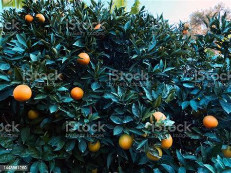 거리에 장식용 오렌지 나무 녹색 잎을 가진 나무에 익은 오렌지의 근접 촬영 과일 맑은 푸른 하늘 배경에 녹색 오렌지 나무 오렌지 감귤류 과일에 대한 스톡 사진 및 기타