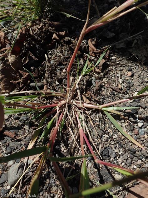 Panicum Dichotomiflorum Fall Panic Grass Minnesota Wildflowers