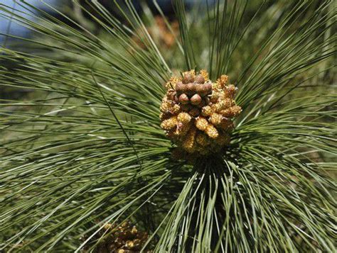 Как правильно ухаживать за хвойными растениями Вопрос Ответ Аргументы и Факты