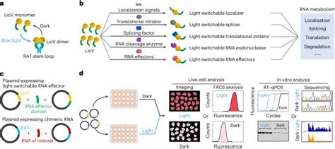 Spatiotemporal Control Of Rna Metabolism And Crispr Cas Functions Using Engineered