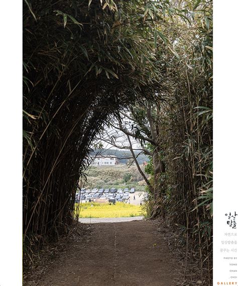 변산반도 부안 수성당 유채꽃밭 적벽강 전라도 여행지 추천 유채꽃명소 네이버 블로그