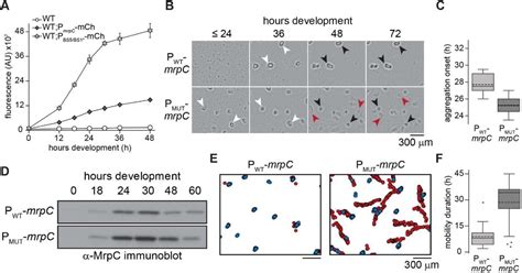 Deeplabcut On Twitter 8 Pupil Tracking In Mice Using Deeplabcut 52ccai4mvh