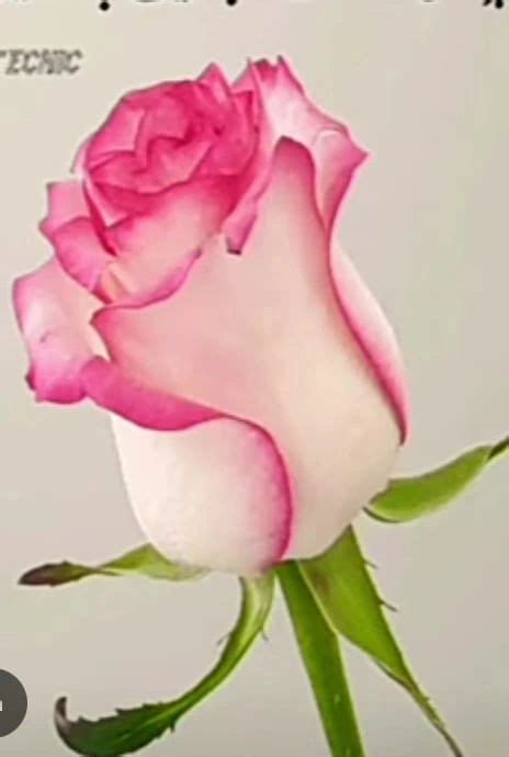 Mukhtiar Ahmad On Linkedin Effective Time Management Hinges On