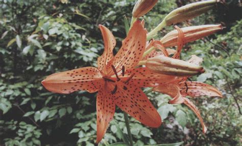 百合 中国中药材及原植 动 物