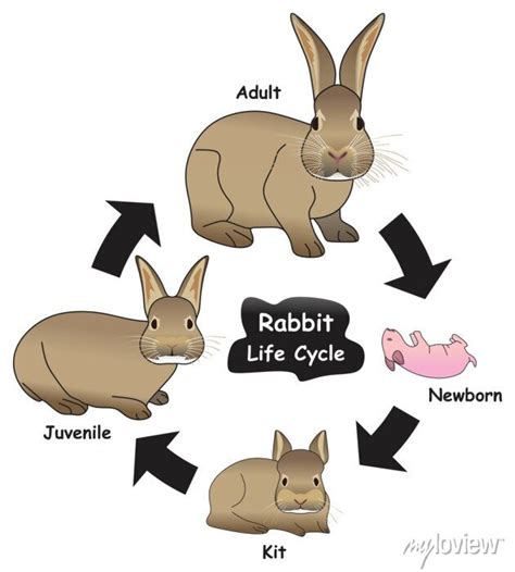 Rabbit Life Cycle Infographic Diagram Showing Different Phases
