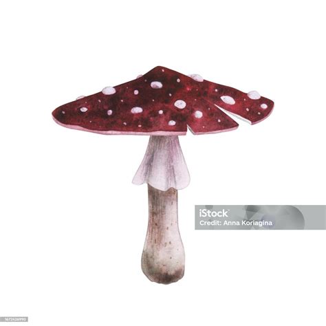흰색 배경에 분리된 마법의 질감을 가진 붉은 비행 한천 수채화 손으로 그린 Amanita 독 버섯 스케치 Iillustration 예술 디자인 요술 할로윈 마녀 장식 인사말