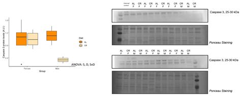 Sex Specific Differences In Response To Calorie Restriction In Skeletal