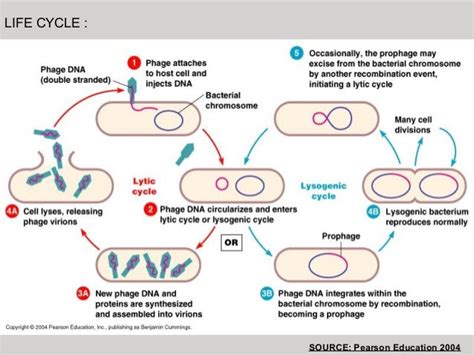 Lambda Virus File Lambda Viral Dna Setup Svg Wikimedia Commons 2 Days Ago · A New Strain