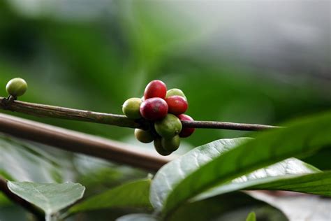 Java Coffee Definition In The Coffee Dictionary