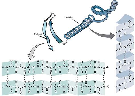 Levels Of Protein Structure Creative Biostructure