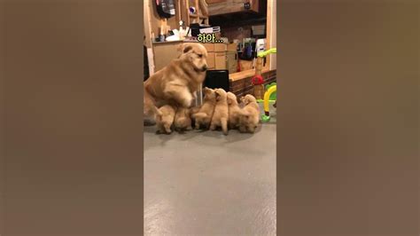 육아 지옥에 빠진 엄마 리트리버의 특단의 조치 Youtube