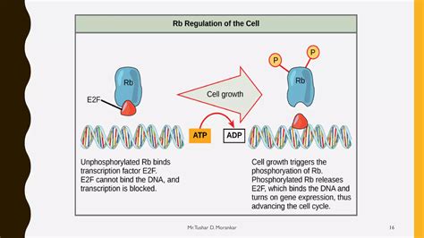 Cell Cycle And Regulation Pdf