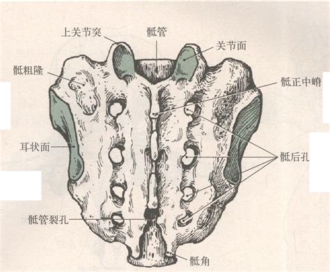 骶骨 尾骨 运动解剖学