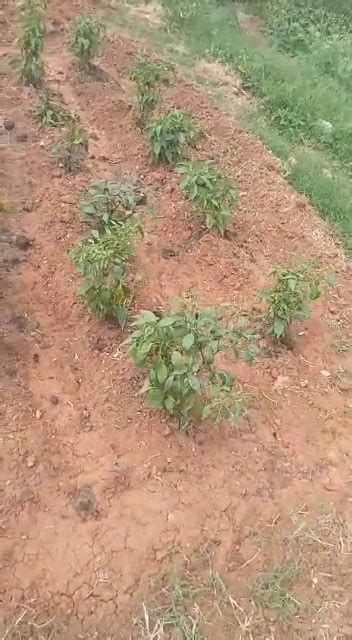 Chilli Plant Object Detection Dataset By Agri