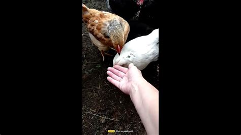 Подготовка к переезду Youtube