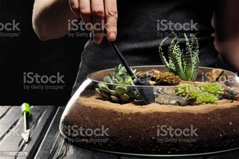 두 여자의 손이 열 대 식물 다 육 식물 및 유리 냄비에 모래와 작은 정원을 돌보는 정원사의 도구입니다 개념에 대한 스톡 사진