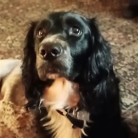 Duke Cocker Spaniel English Purina Uk