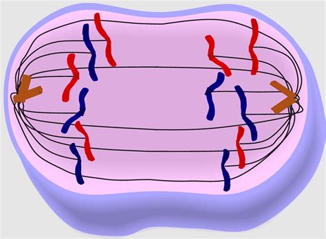Sister Chromatids Chromatid Prometaphase Spindle Apparatus Cytokinesis Telophase Anaphase