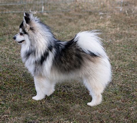 Pomsky Full Grown Size