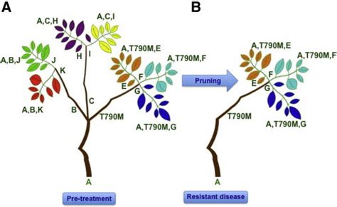 Cancer Branched Evolution A Ubiquitous Mutation In The Tumor Download Scientific Diagram