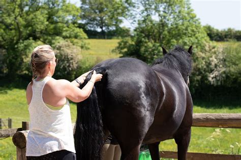 Learn To Massage Your Own Horse — Jessica Limpkin Equine Massage Therapy