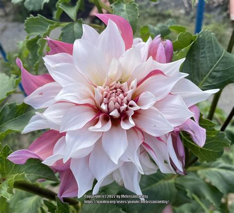 Photo Of The Bloom Of Dahlia Ac Sandra J Posted By Melissamaeday
