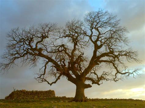 ‫وينةى جوان Home Facebook‬