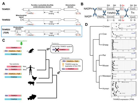 Organization And Evolution Of Txnrd3 A Structure Of Thioredoxin