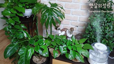 실내 식물 습도관리 방법과 습도 올리는방법 알려드려요 🍀 Youtube