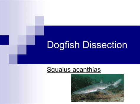 Dogfish Dissection