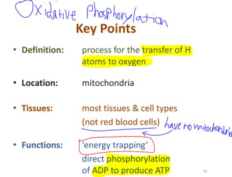 Oxidative Phosphorylation Steps