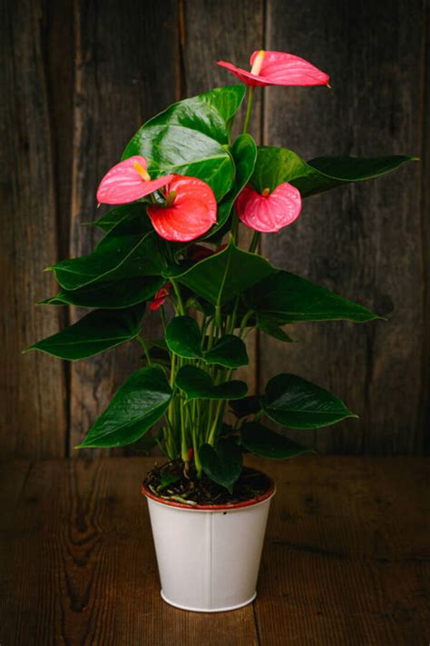 Доставка на цветя в цяла България Далия