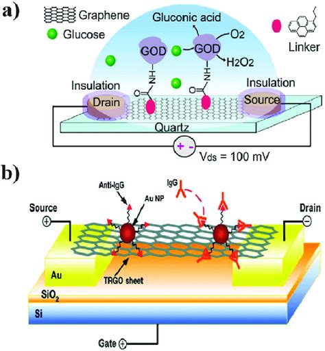 Electronic Graphene Sensors For Biomolecular Detection A Schematic Download Scientific