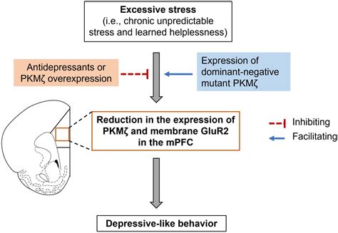 Frontiers Involvement Of Pkmζ In Stress Response And Depression