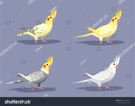 4 Different Types Cockatiel Colors Pearls Stock Vector Royalty Free 1280363314 Shutterstock
