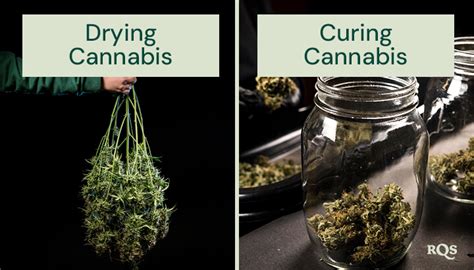 Find Out The Best Drying And Curing Methods For Weed Rqs Blog