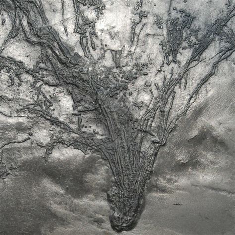 Crinoids And Blastoids Collections The Fossil Forum