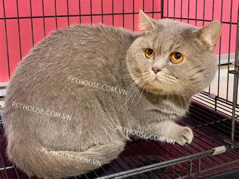 Mèo Anh lông ngắn xám mã ALN569 tại shop PetHouse