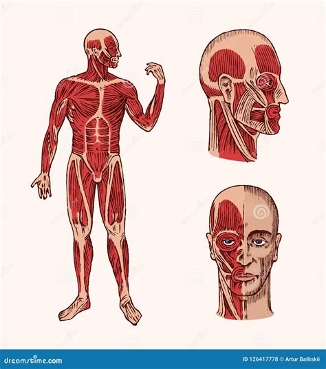 Sistema Muscular Desenho Facil Binkedu