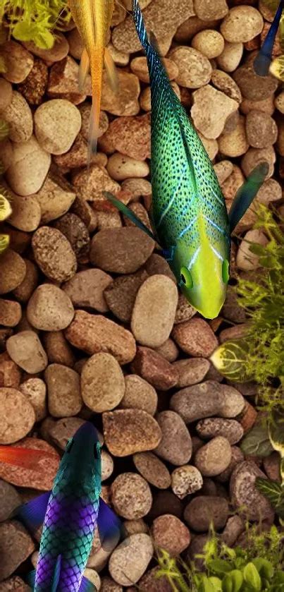 Colorful Fish On Pebbles Art Free Download