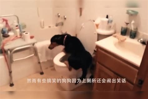 狗狗上厕所半天没出来，主人开门一看，简直太搞笑了吧