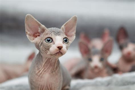 18 Different Unique Cat Breeds Exotic Cats