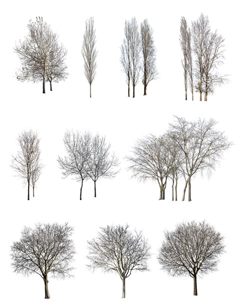 Winter 1 Diverse Trees Package Tree Photoshop Winter Trees Tree
